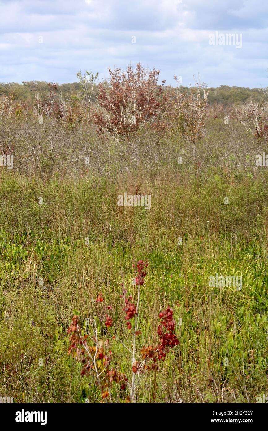 Red Leaf Florida Plants High Resolution Stock Photography and Images ...