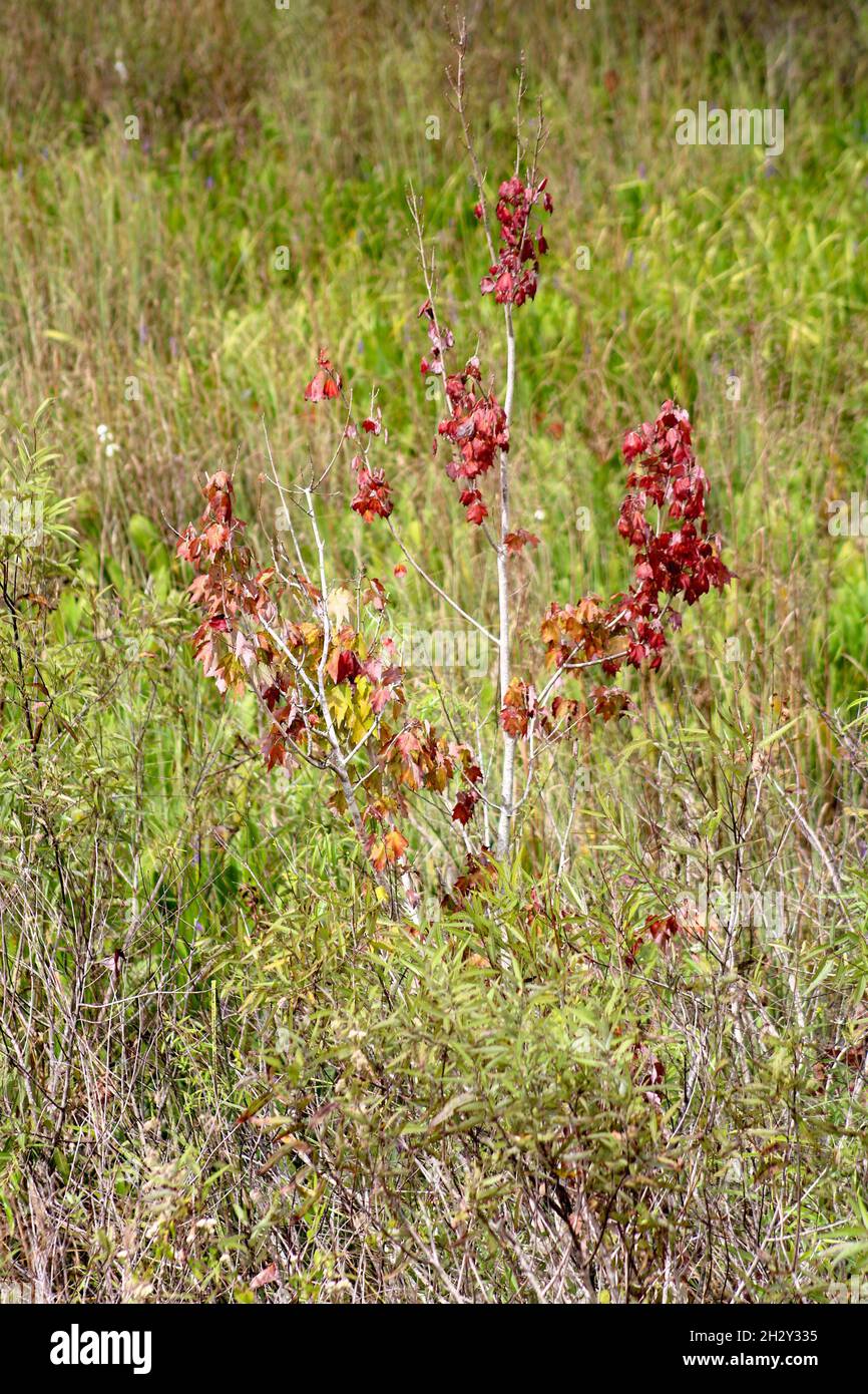A florida spring with trees hi-res stock photography and images - Alamy