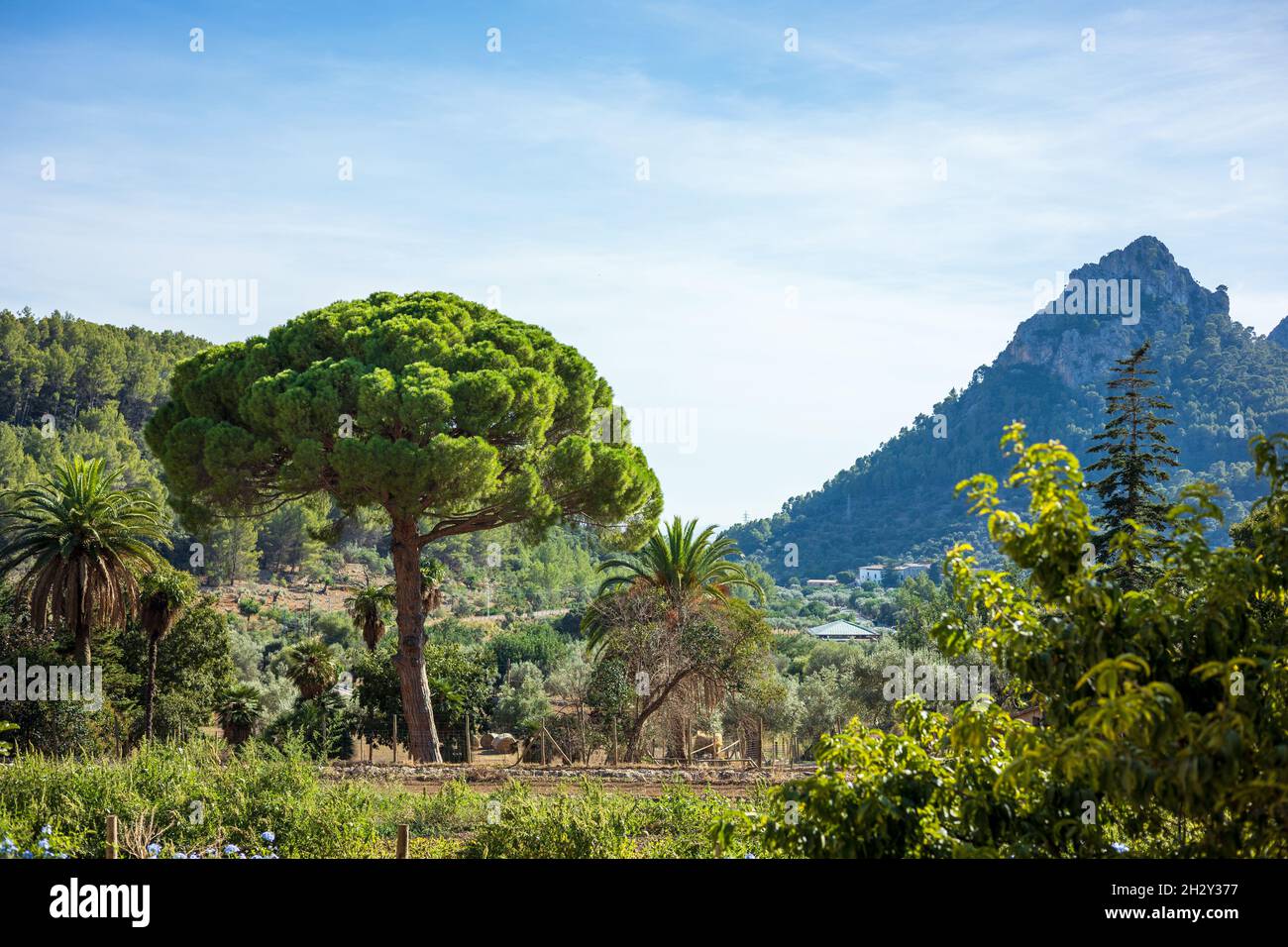 Meadow and mountain majorca hi-res stock photography and images - Alamy