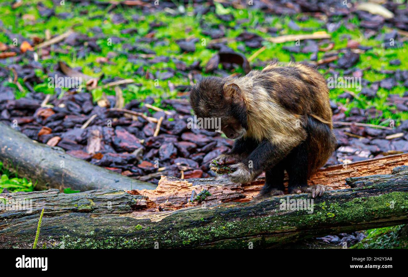 A beautiful closeup of a black capuchin primate sitting in the woods ...