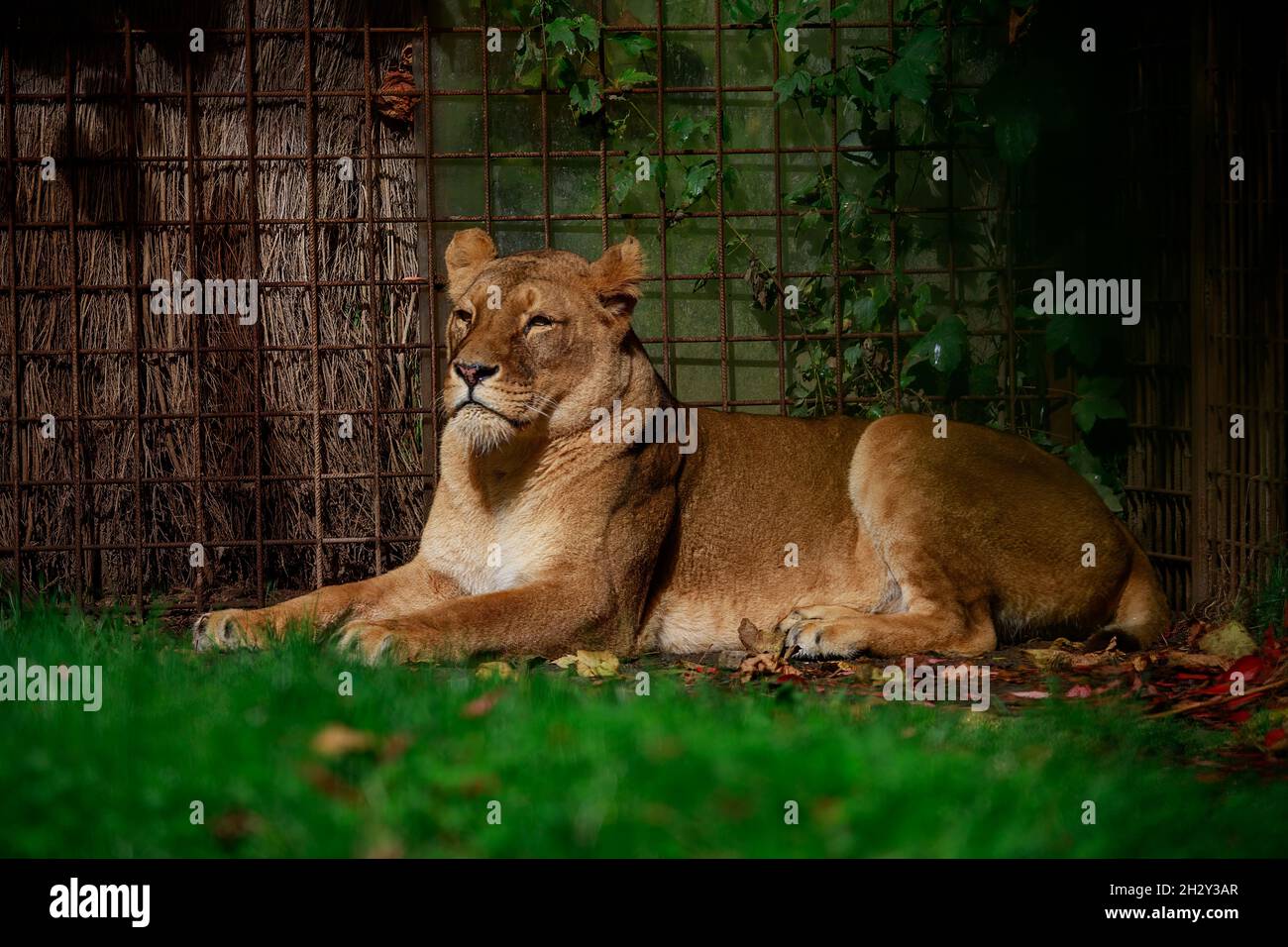 Tigon animal hi-res stock photography and images - Alamy
