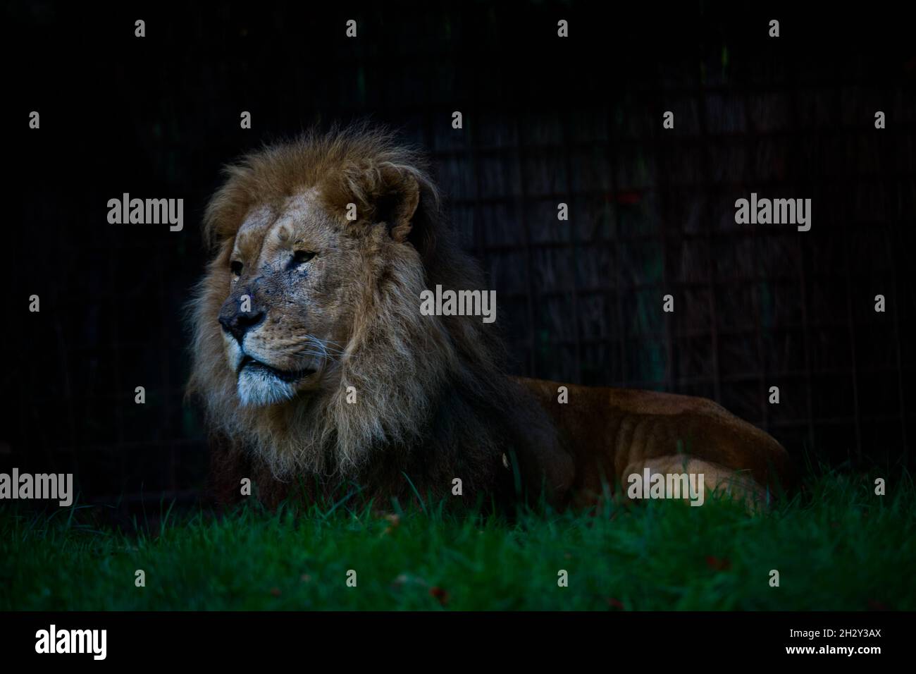 Panthera hybrid hi-res stock photography and images - Alamy