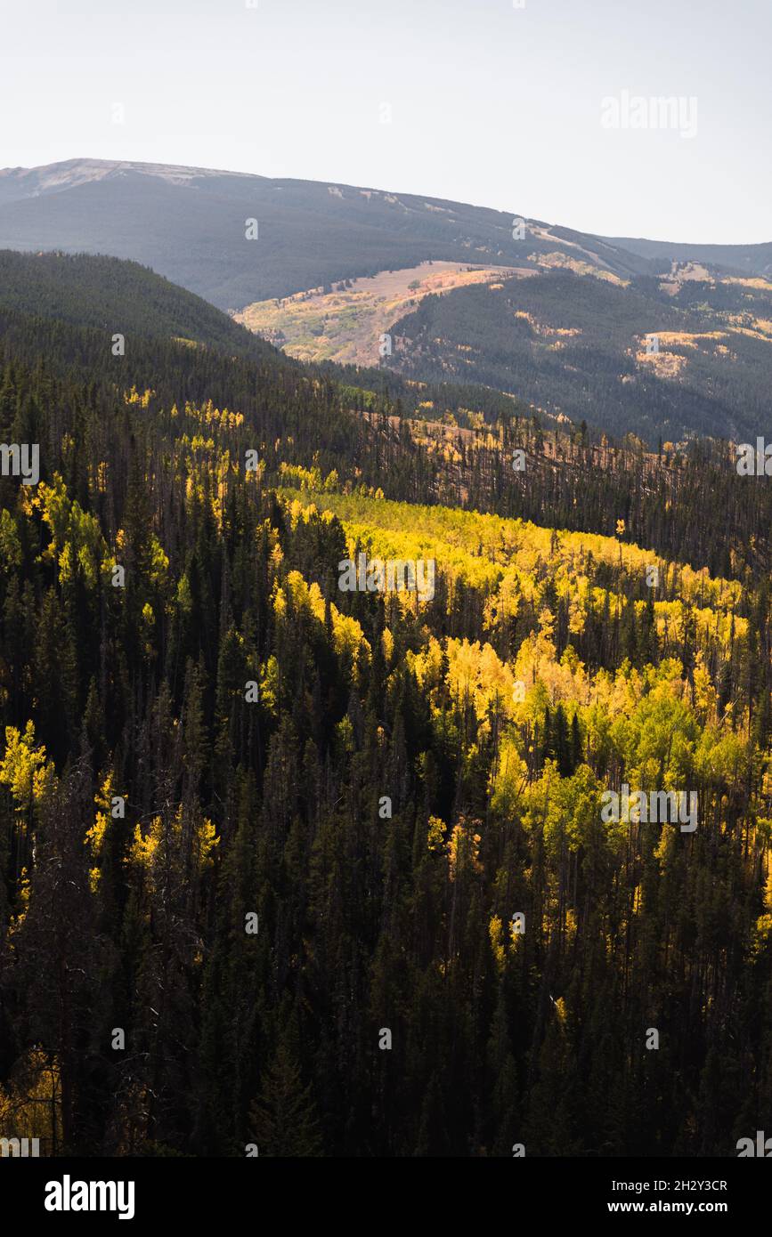 Fall foliage in Vail, Colorado Stock Photo - Alamy