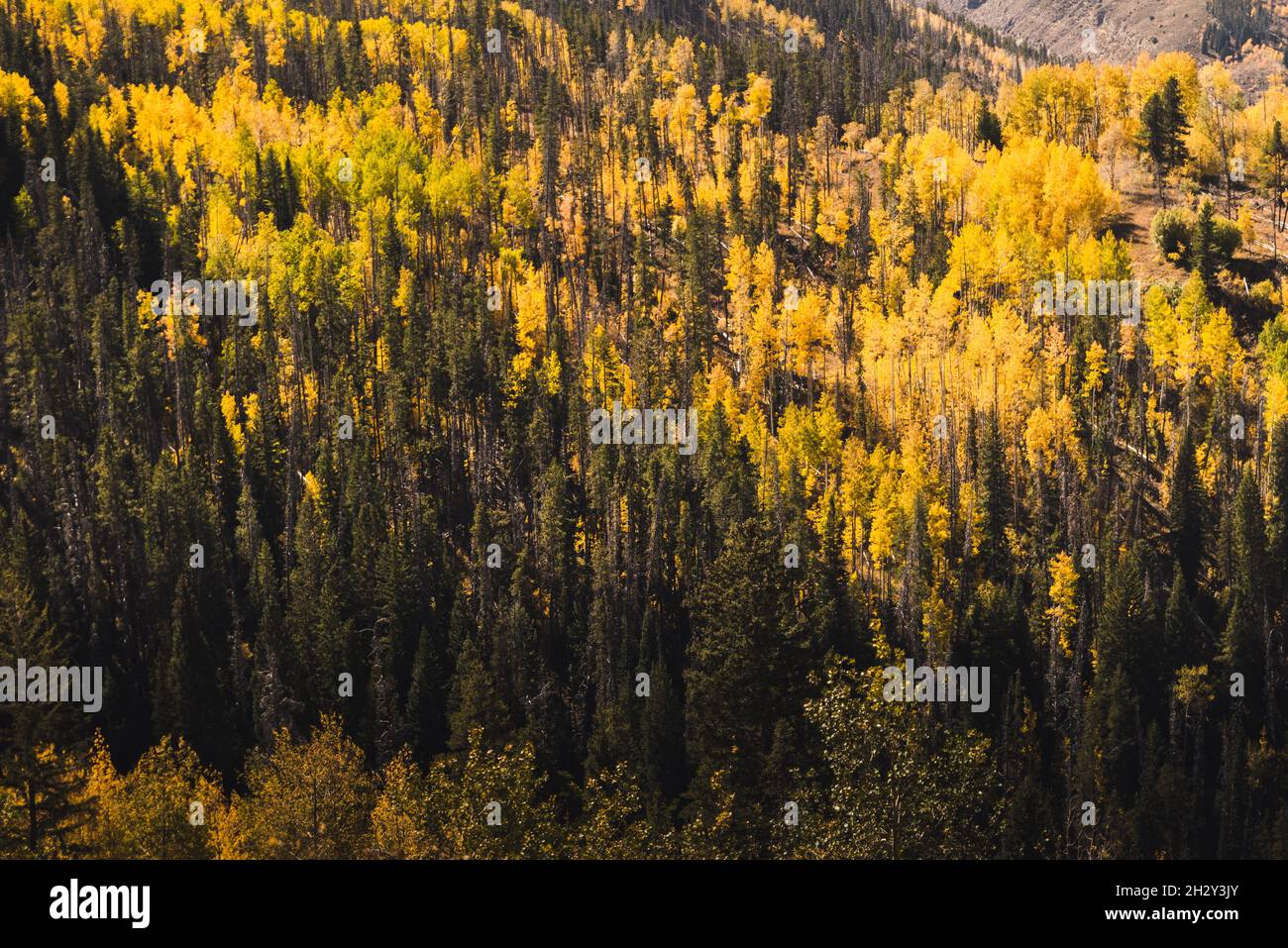 Fall foliage in Vail, Colorado Stock Photo - Alamy