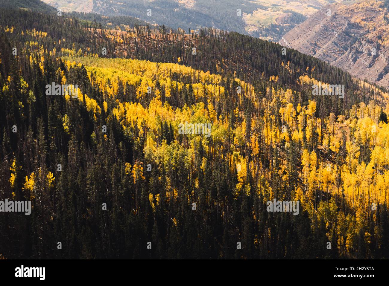Fall foliage in Vail, Colorado Stock Photo - Alamy