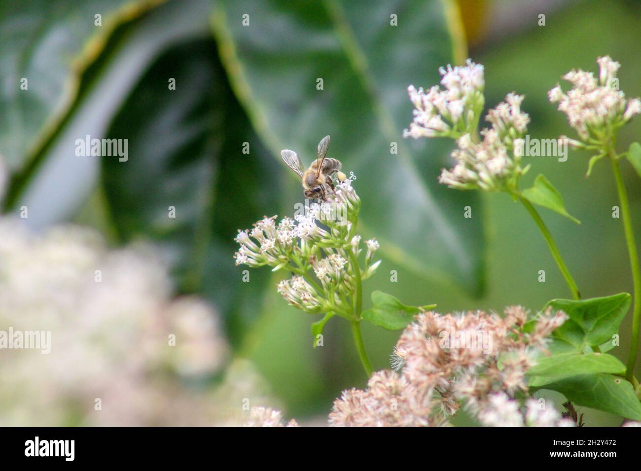 Swamp insects hi-res stock photography and images - Alamy