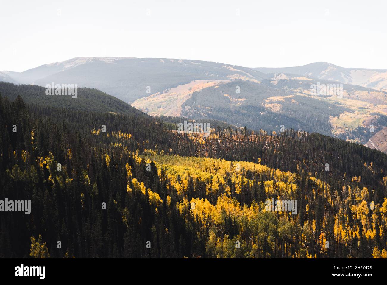 Fall foliage in Vail, Colorado Stock Photo - Alamy