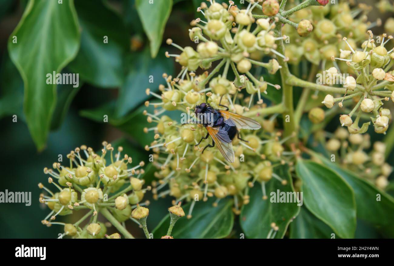 close up of a Noon fly, aka noon day fly (Mesembrina meridiana) feeding ...