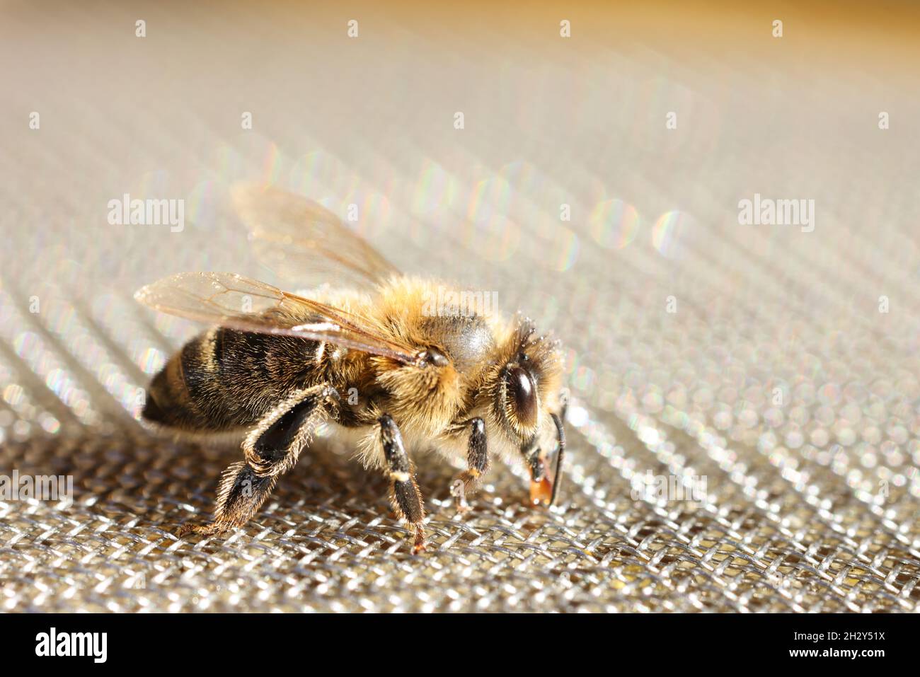 A closeup of a bee on a blurred background Stock Photo - Alamy