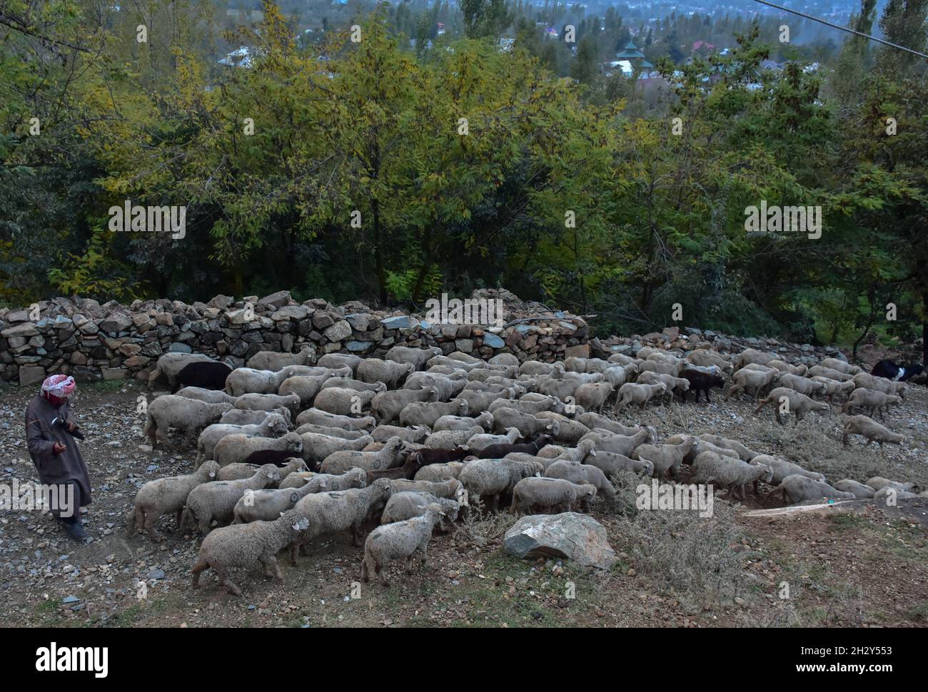 A Kashmiri nomad walks with his sheep during a cloudy day on the ...