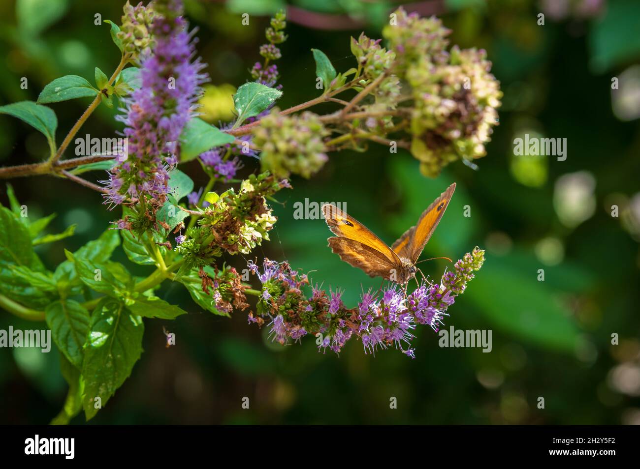 The Gatekeeper butterfly on flower, also known as the Hedge Brown, is a ...