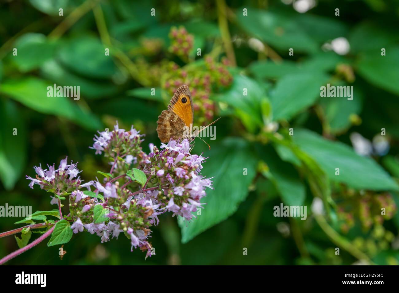 The Gatekeeper butterfly on flower, also known as the Hedge Brown, is a ...