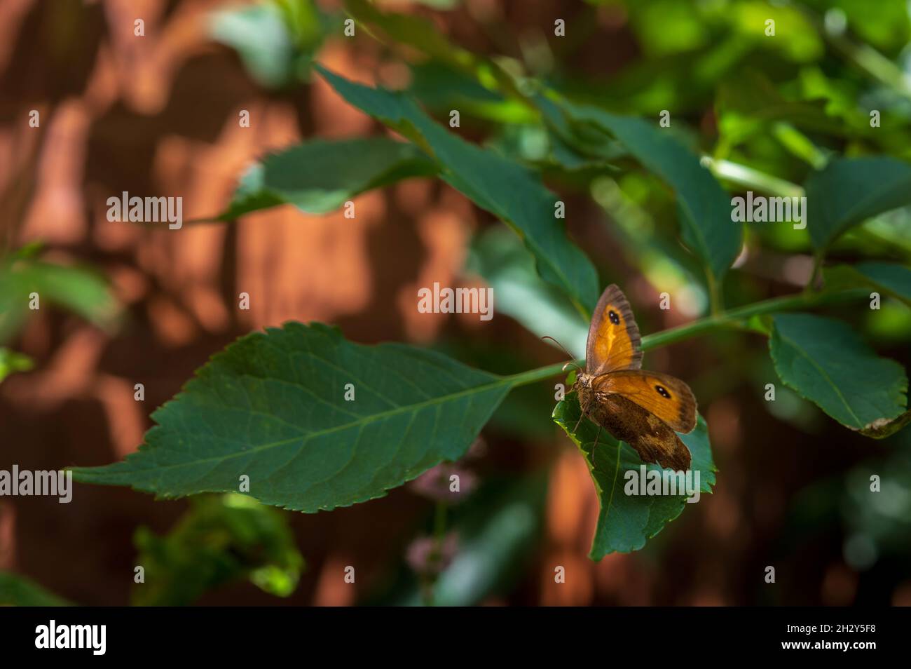 The Gatekeeper butterfly on leaf, also known as the Hedge Brown, is a ...