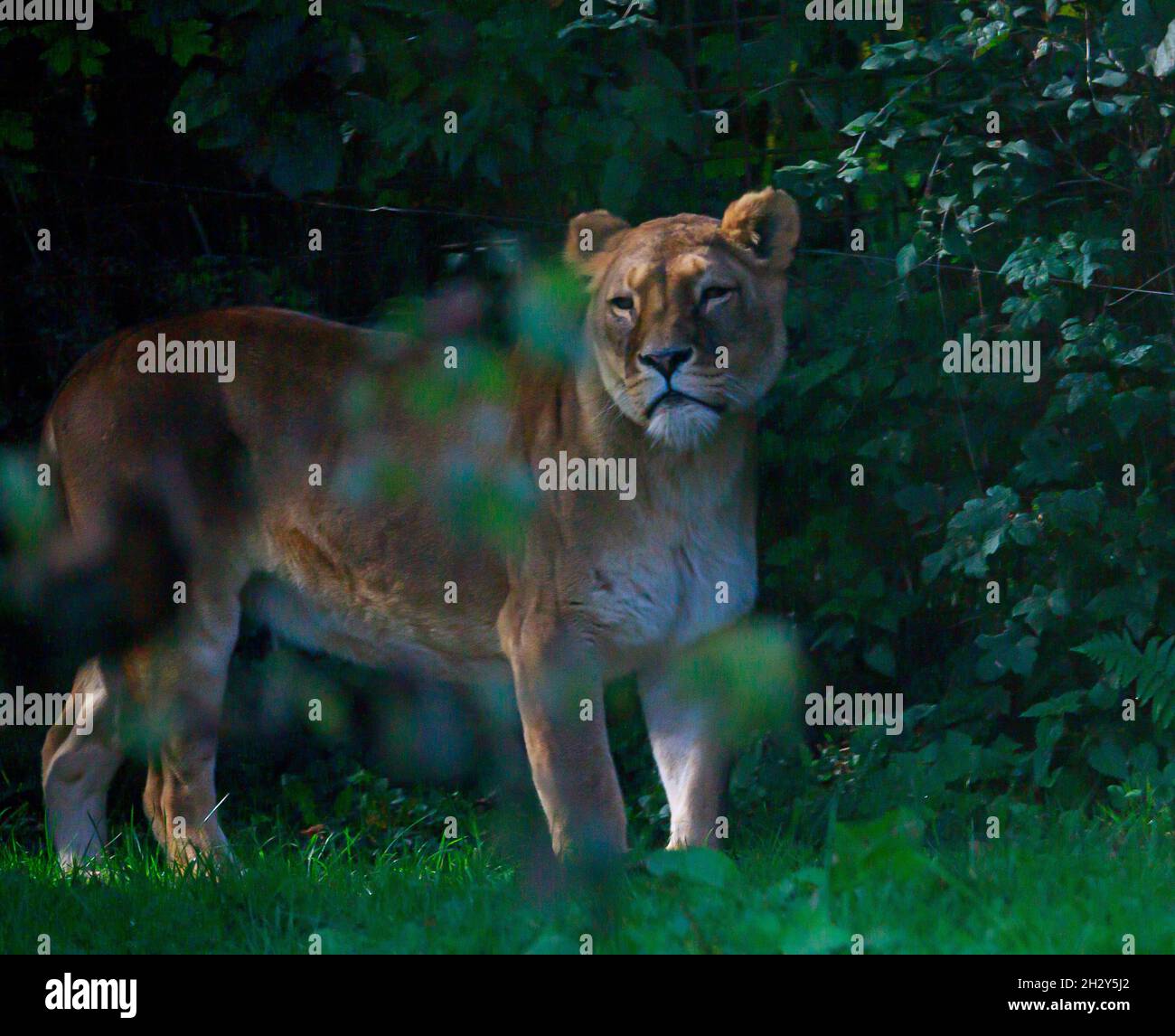 Tigon animal hi-res stock photography and images - Alamy