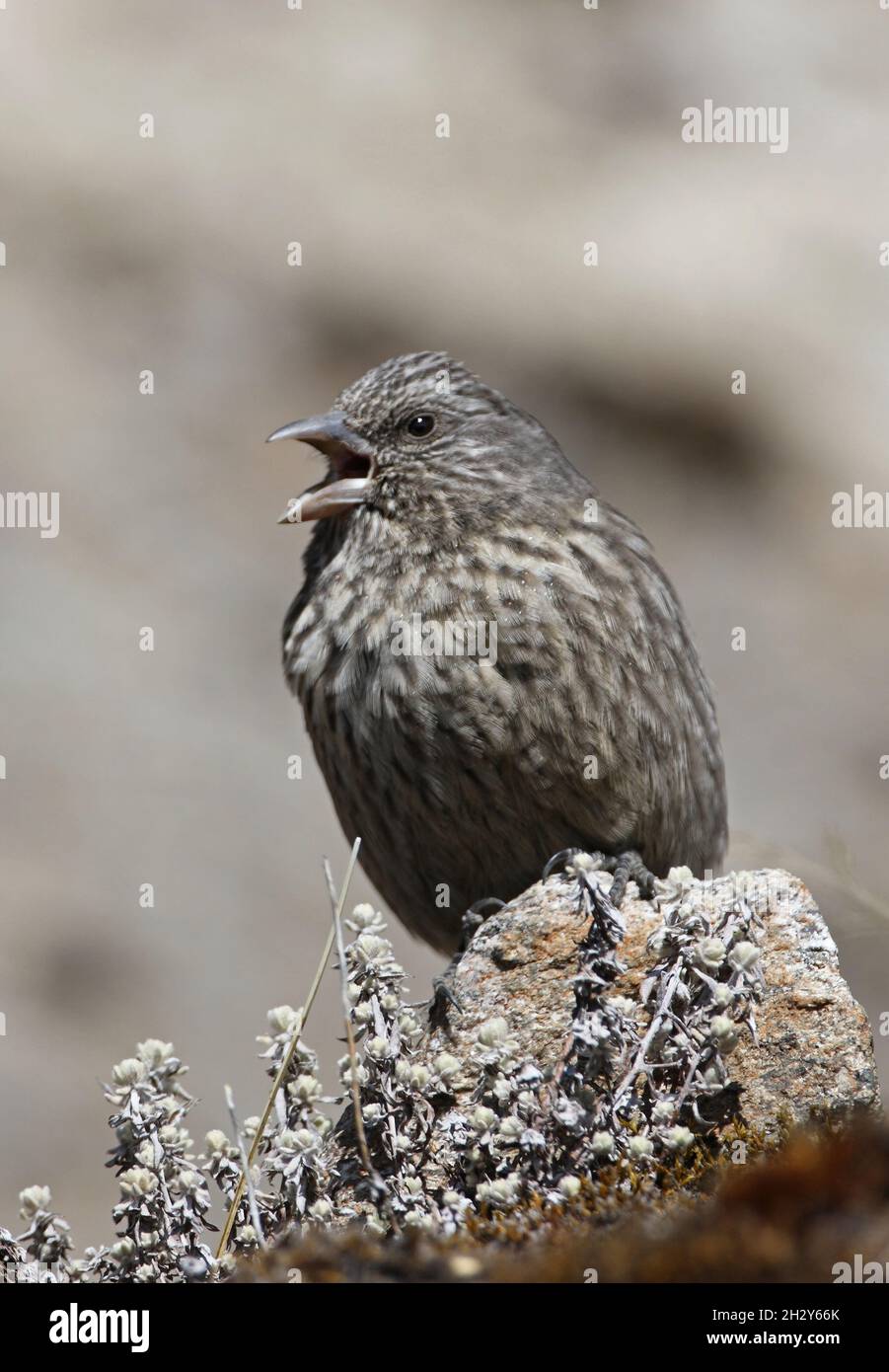 Indian finch hi-res stock photography and images - Alamy