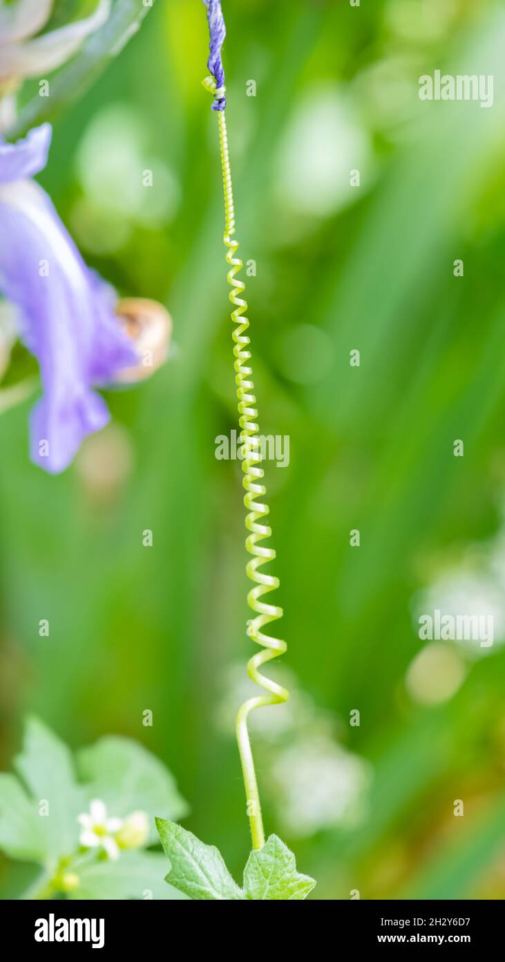Bryonia alba, tendril of the plant, beautiful background Stock Photo ...