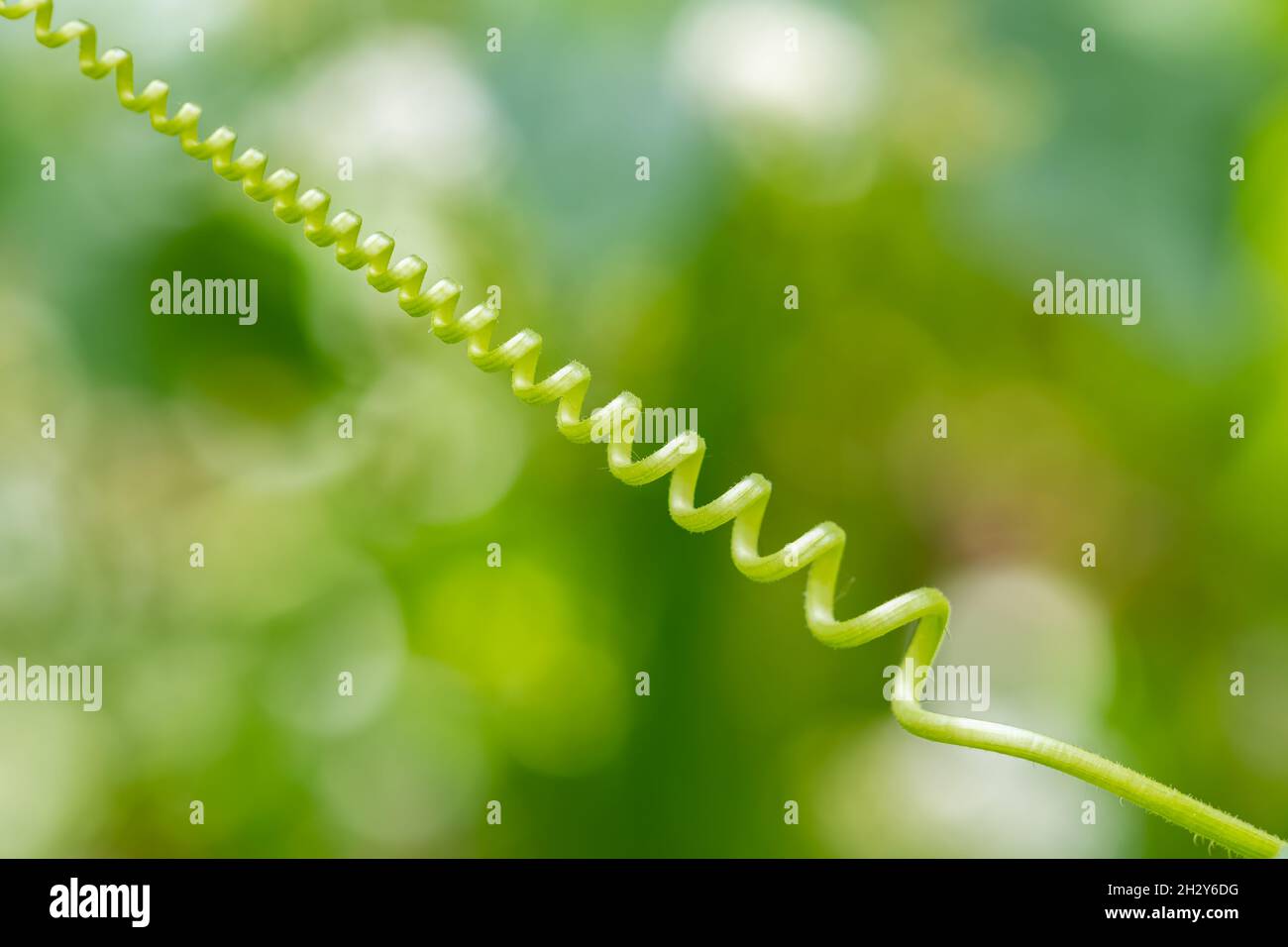Bryonia alba, tendril of the plant, beautiful background Stock Photo ...