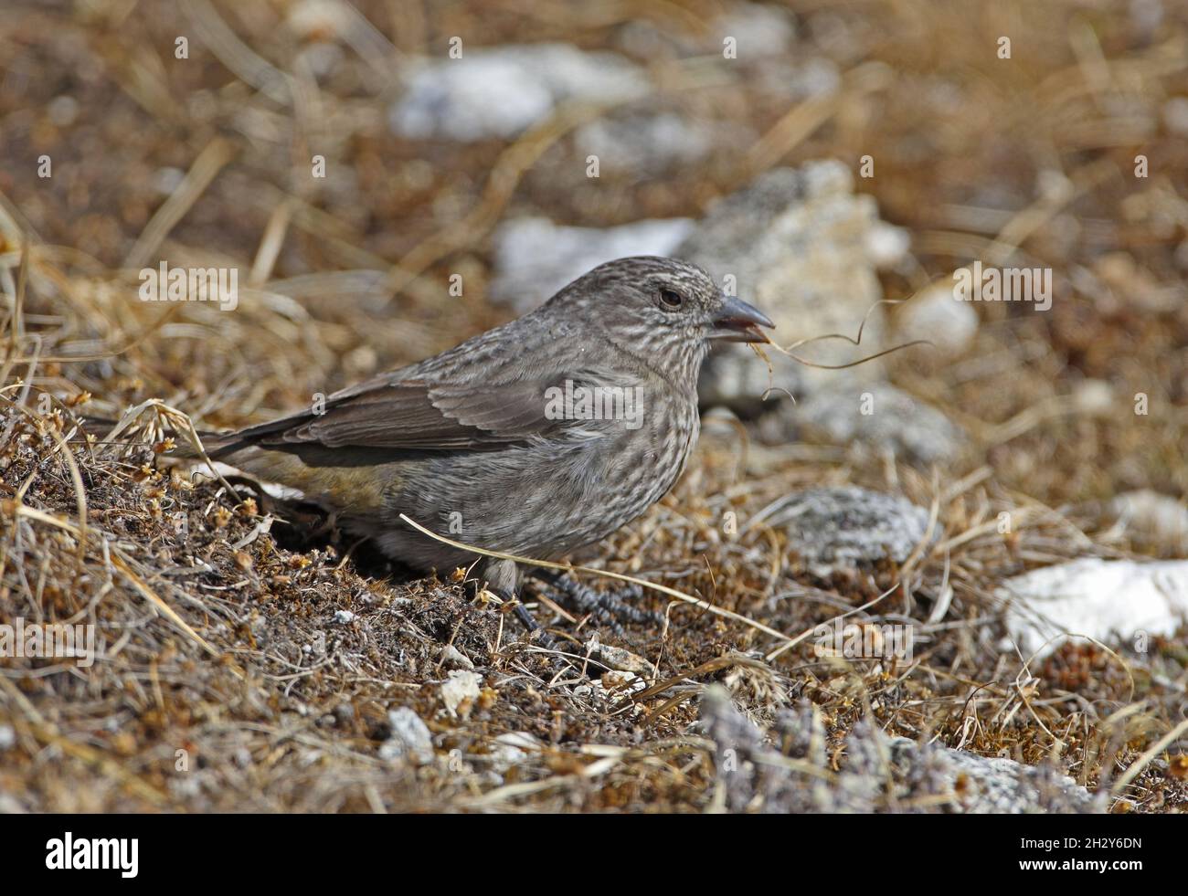 Indian finch hi-res stock photography and images - Alamy
