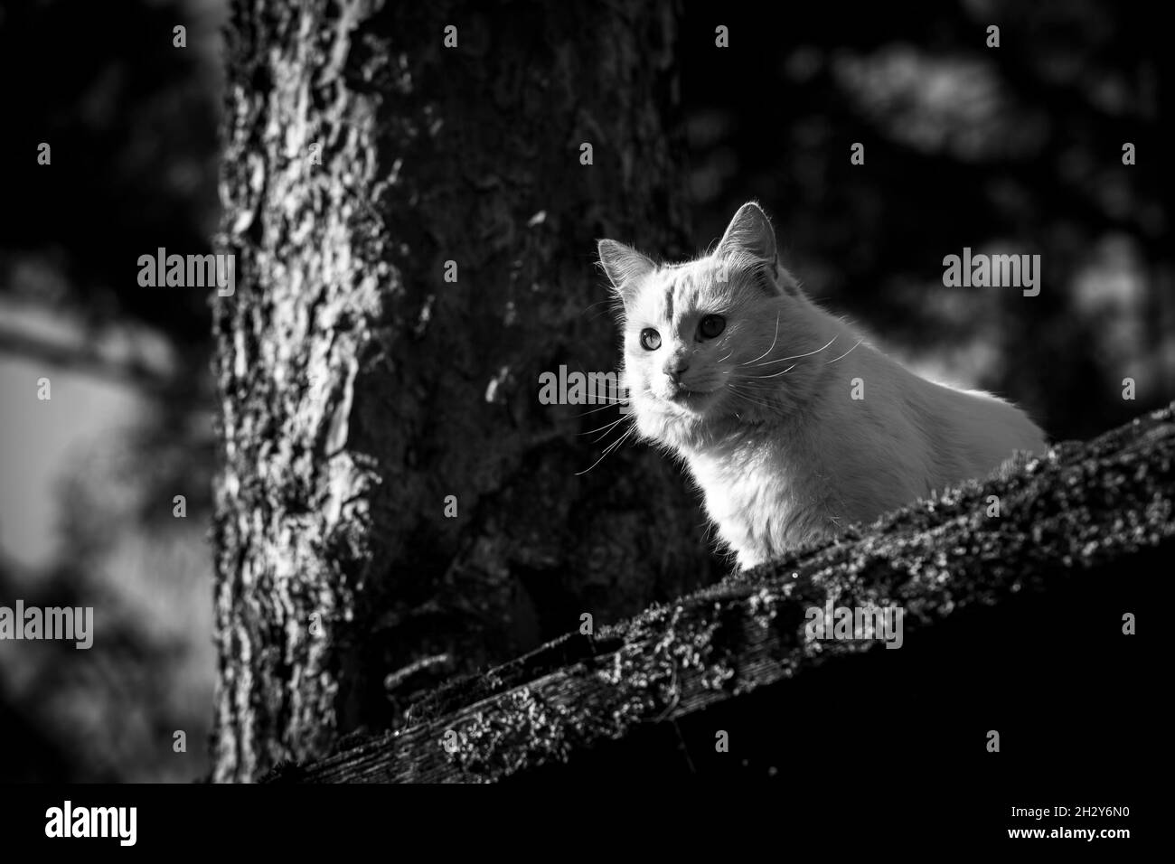 A white stray alley cat sitting on a tree. Black and white photo Stock ...