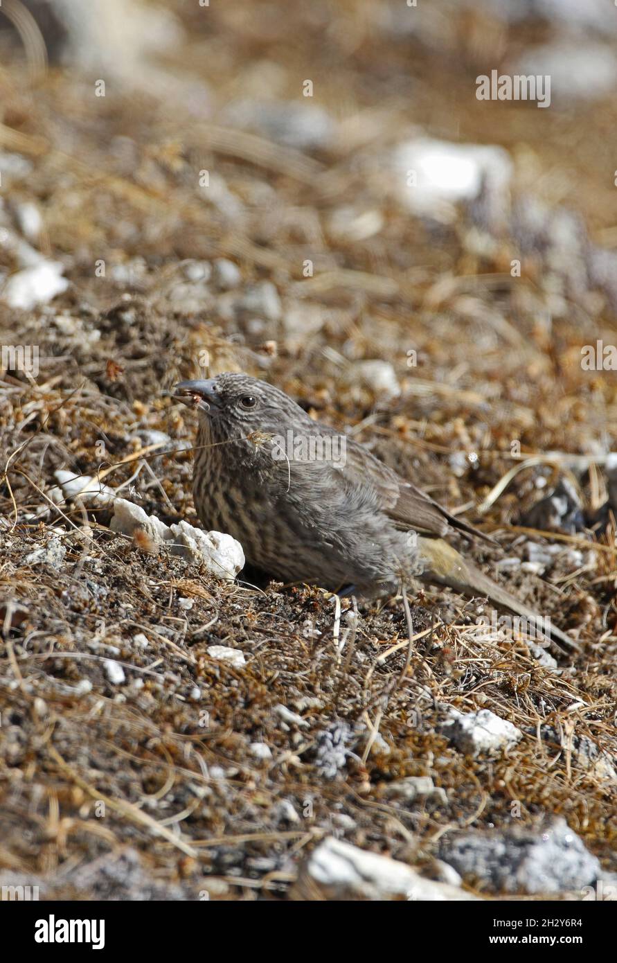 Indian finch hi-res stock photography and images - Alamy