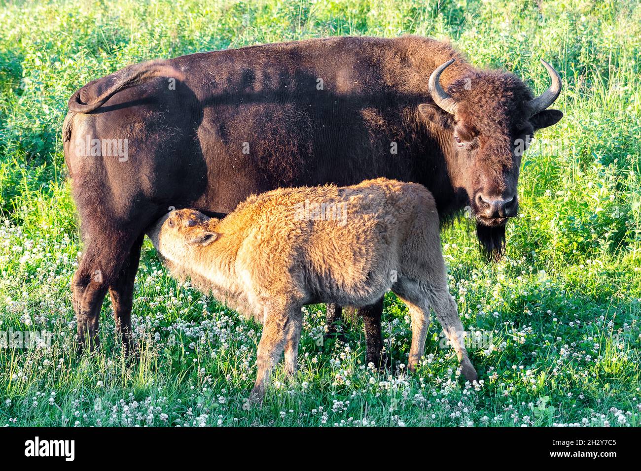 Elk cow mother and young calf baby in spring hi-res stock photography ...