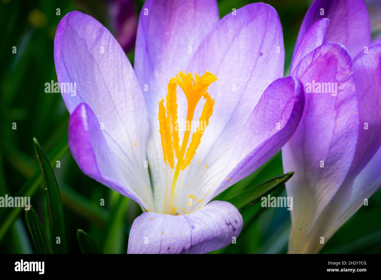 Purple crocus close-up, including stamen Stock Photo - Alamy