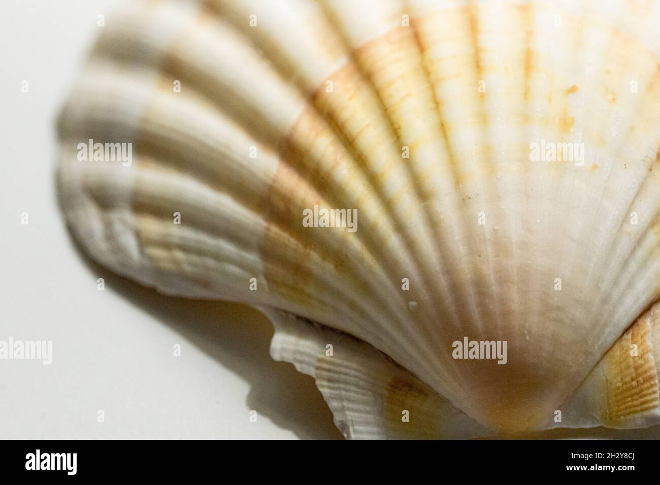 Ridged shell shape hi-res stock photography and images - Alamy