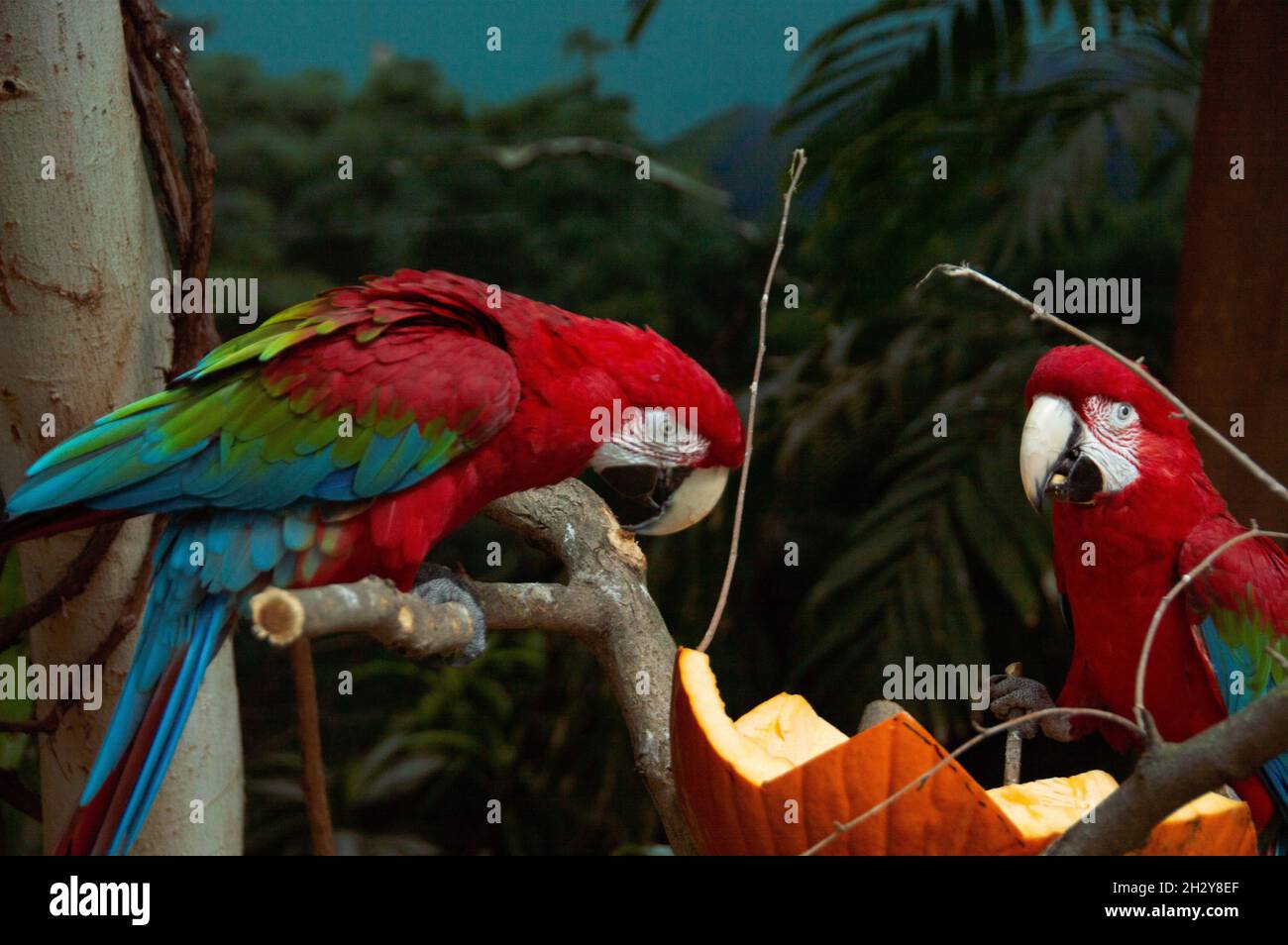 A closeup of parrots sitting on a bench of a tree Stock Photo - Alamy