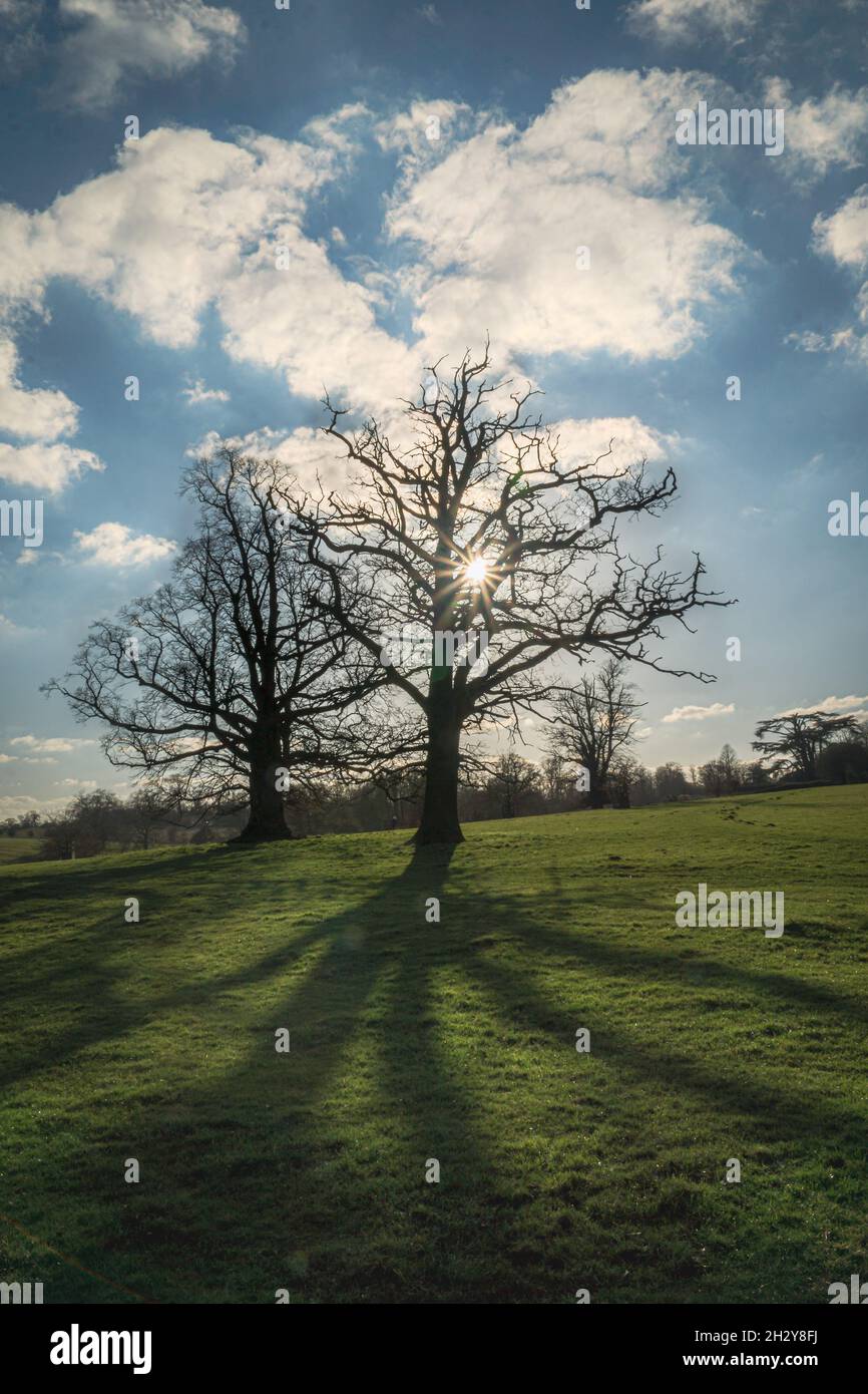 Two trees with shadows in the sun Stock Photo - Alamy