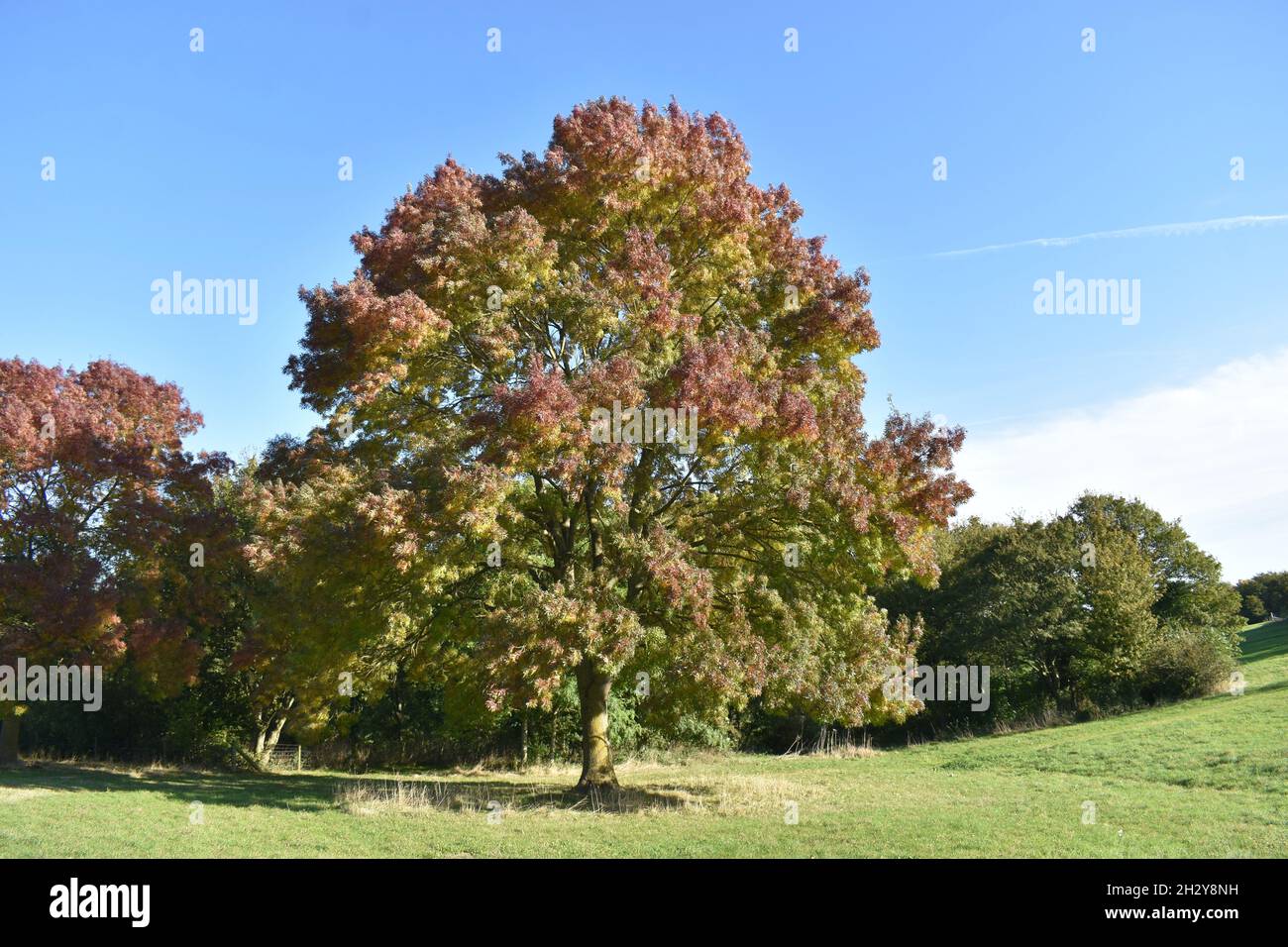 A narrow-leaved Ash tree, Fraxinus angustafolia in Campbell Park ...