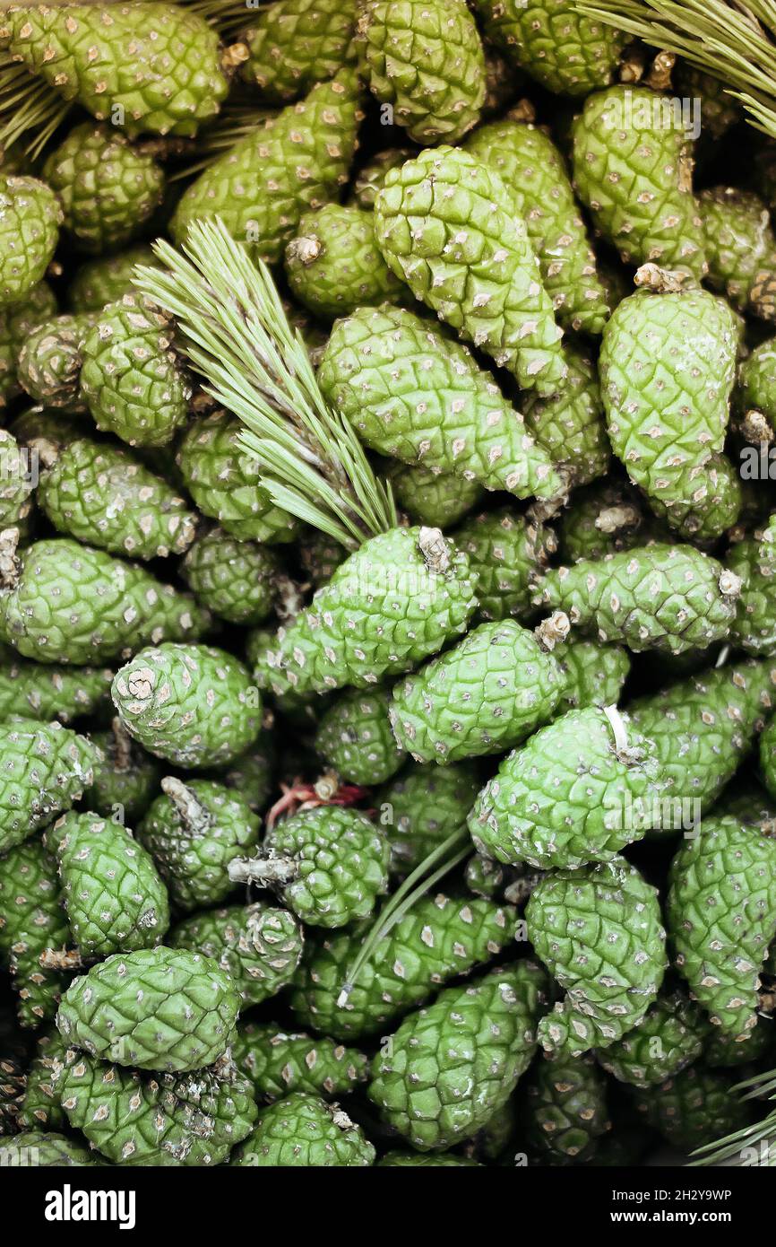 Green young fir tree cones prepared for homemade syrup cooking Stock ...