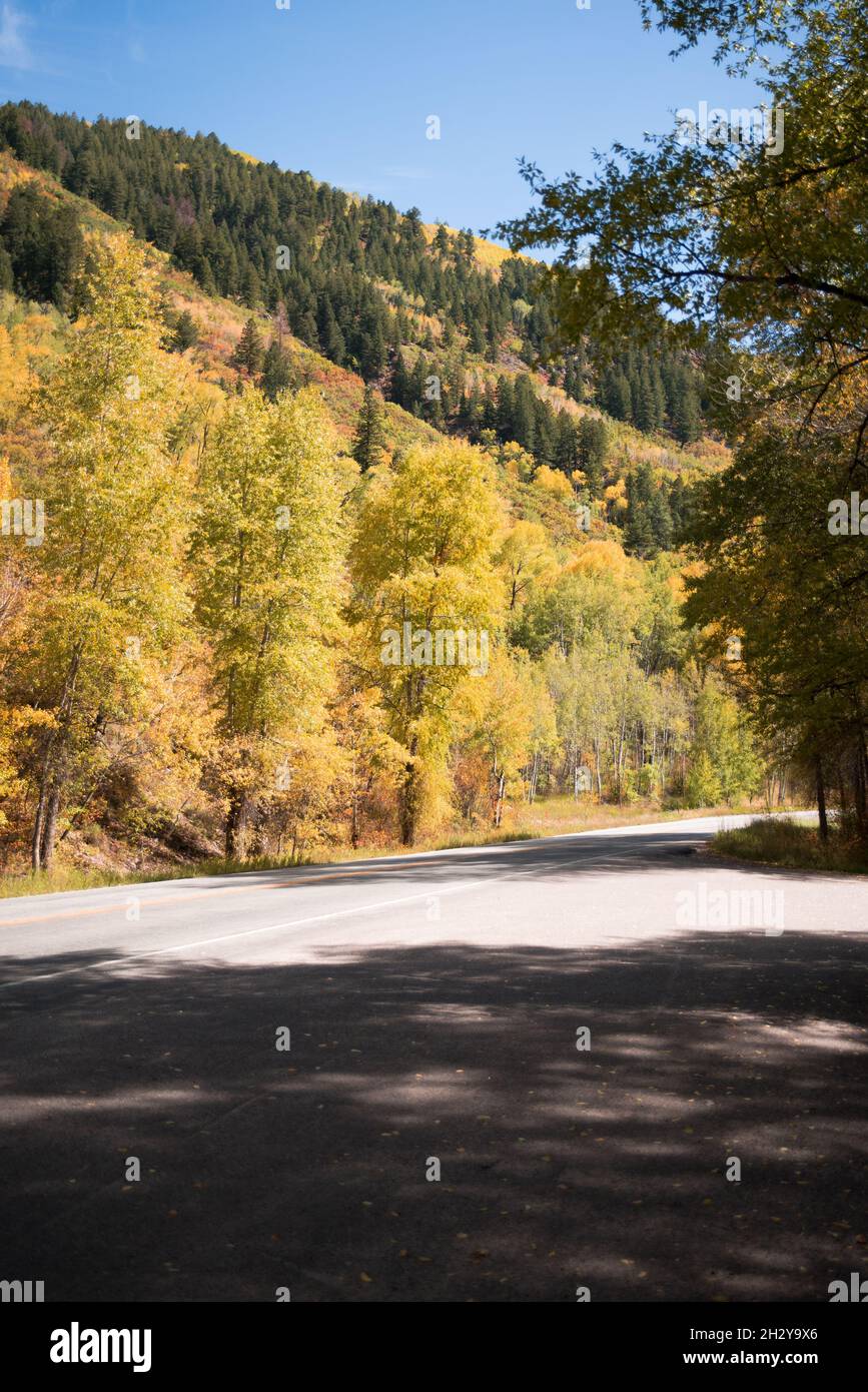 Fall foliage on Independence Pass near Aspen, Colorado Stock Photo - Alamy