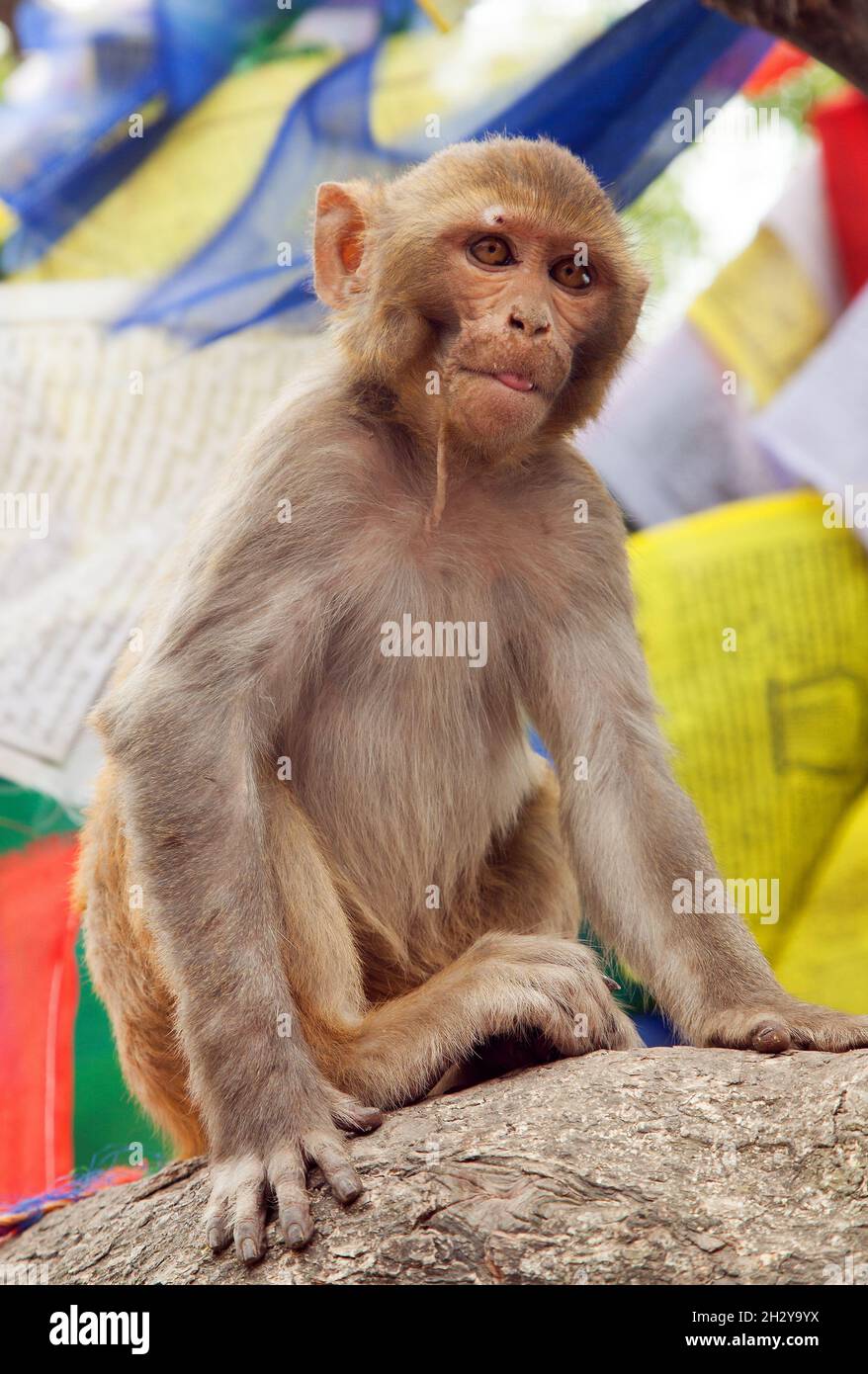 monkey with prayer flags near swayambhunath stupa, Nepal Stock Photo ...
