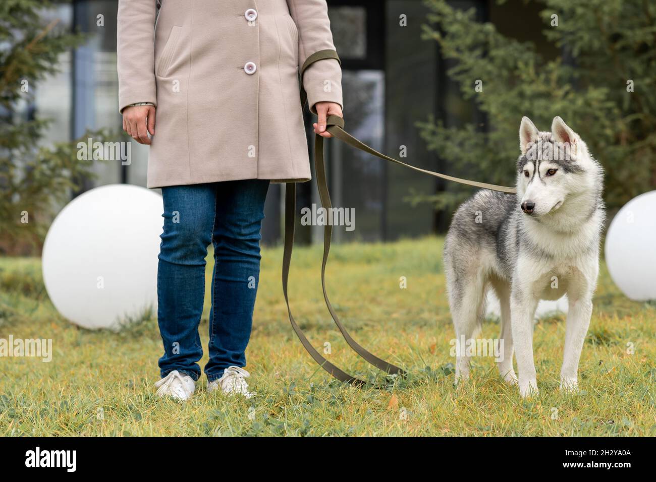 husky dog walking with her owner in city park Stock Photo - Alamy