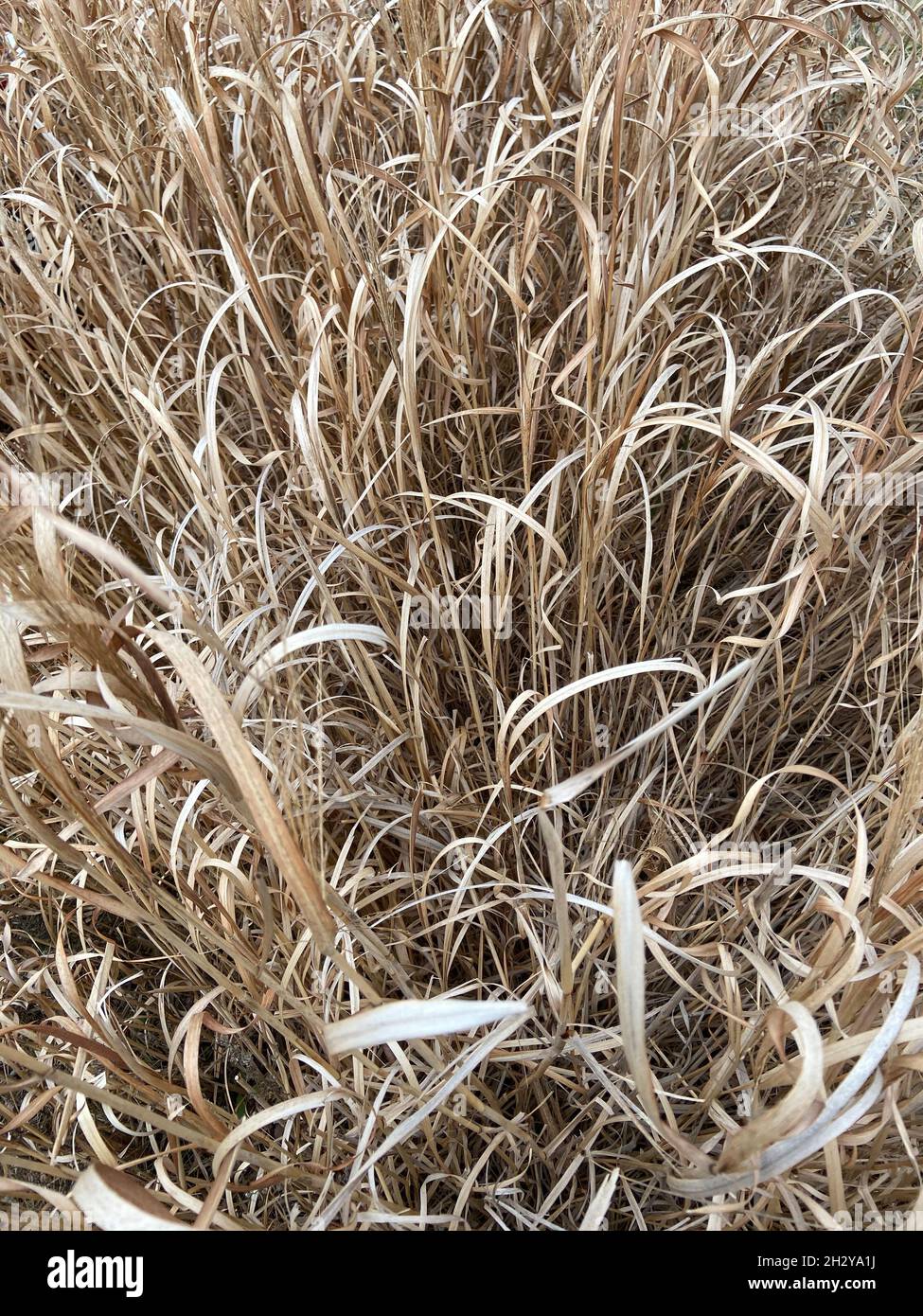 A vertical texture of dry grass; high angle view Stock Photo - Alamy
