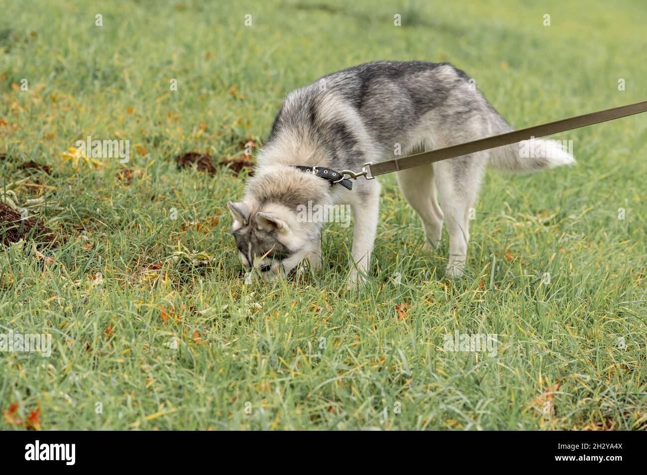 Husky dog digging hi-res stock photography and images - Alamy