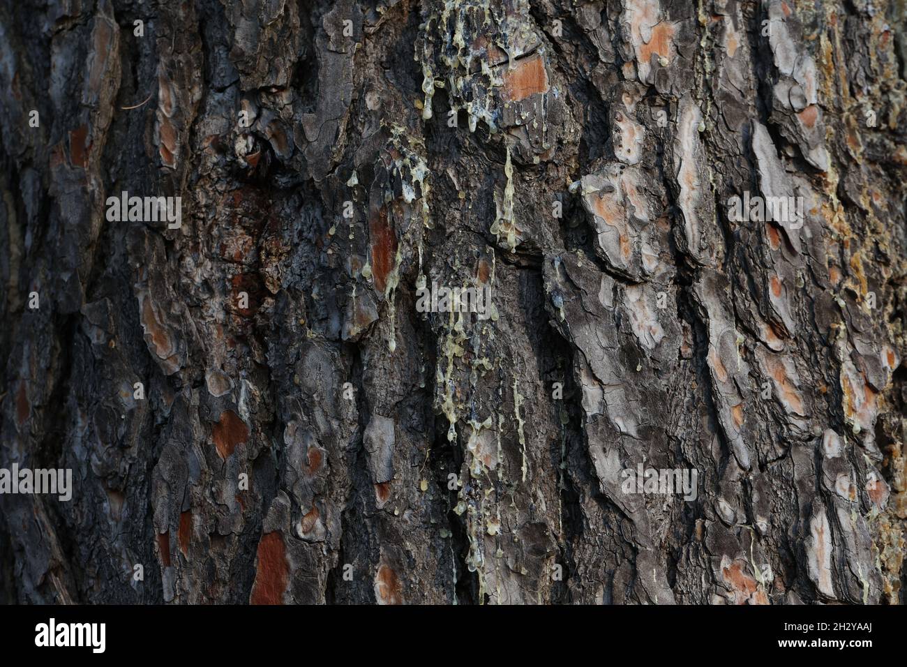 The resin flows down the trunk of a pine tree Stock Photo - Alamy