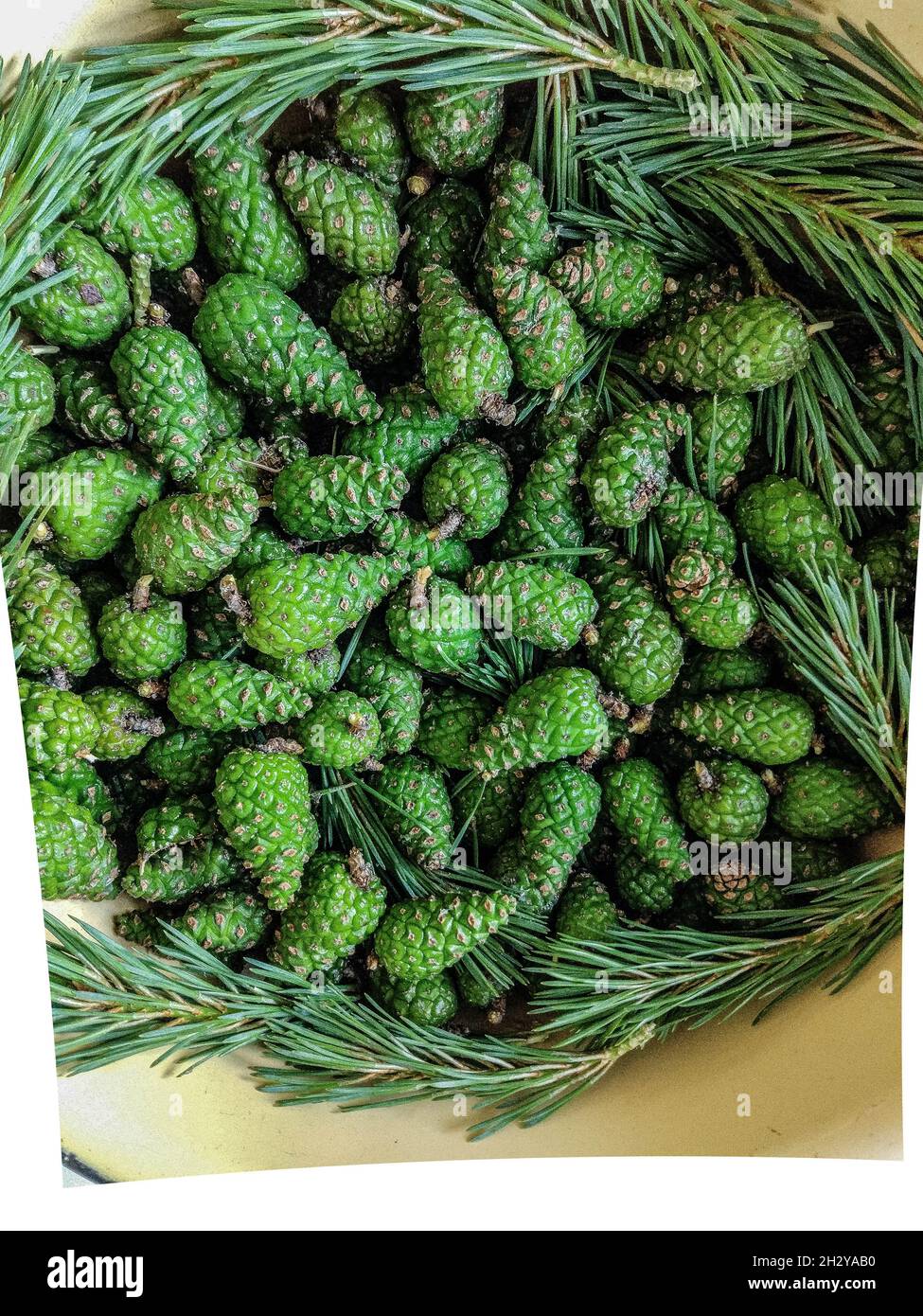 Green young fir tree cones prepared for homemade syrup cooking Stock ...