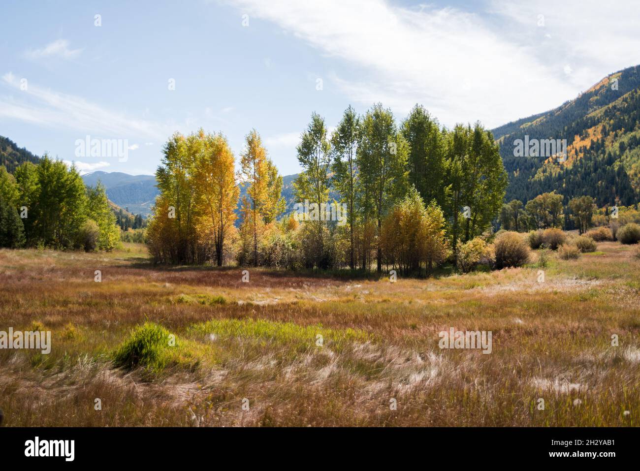 Fall foliage on Independence Pass near Aspen, Colorado Stock Photo - Alamy