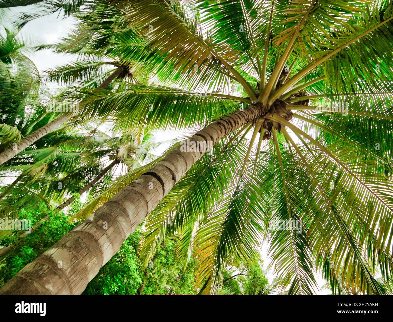 A low-angle shot of a palm tree Stock Photo - Alamy