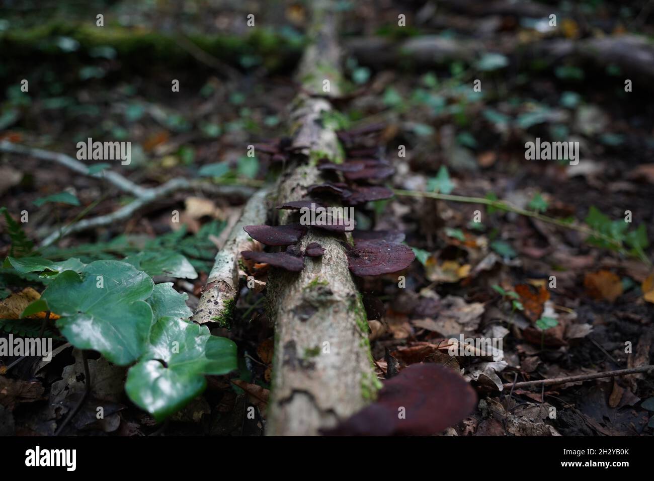 Vegetable parasite hi-res stock photography and images - Alamy