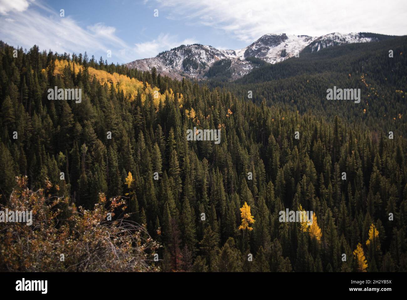Fall foliage near Aspen, Colorado Stock Photo - Alamy