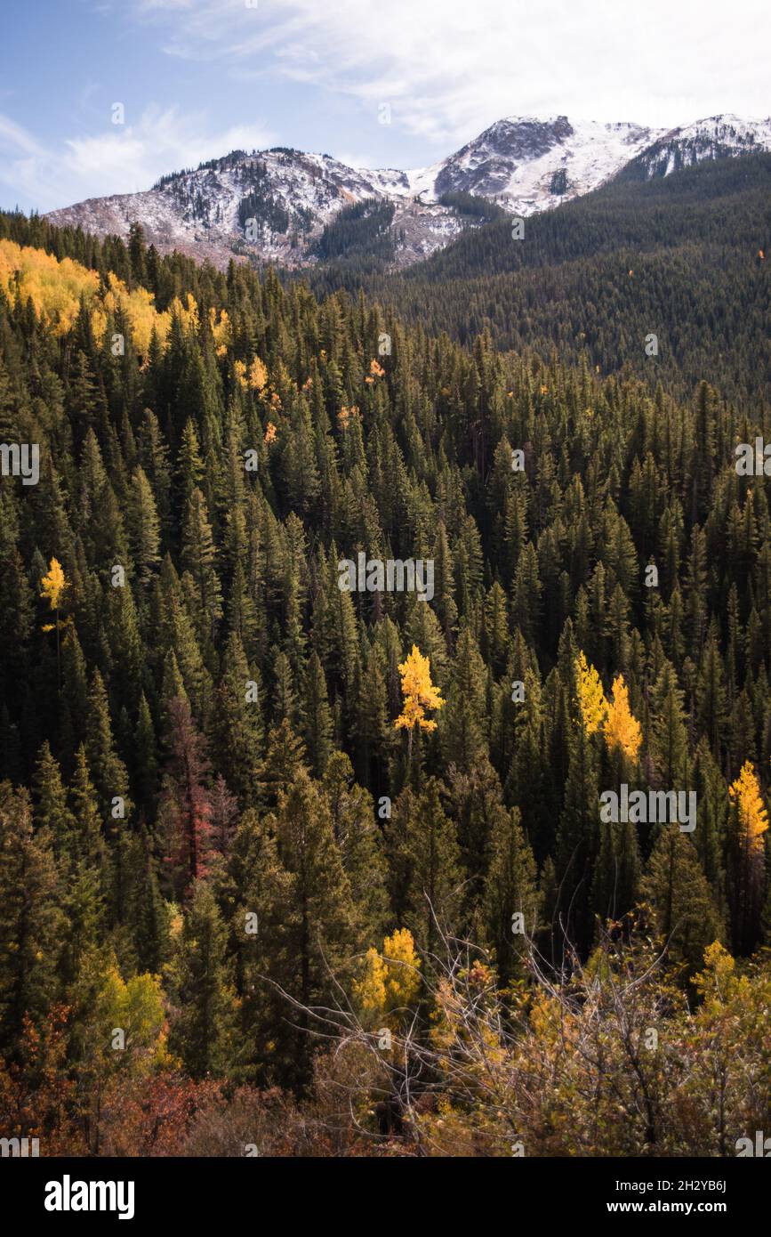 Fall foliage near Aspen, Colorado Stock Photo - Alamy