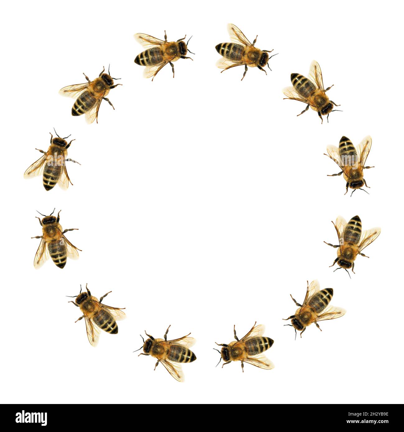 group of bee or honeybee in the circle in Latin Apis Mellifera ...