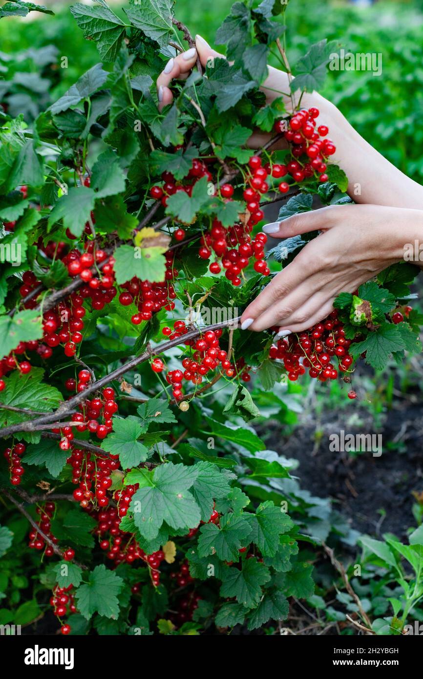 red currant in the palms of female hands. High quality photo Stock ...