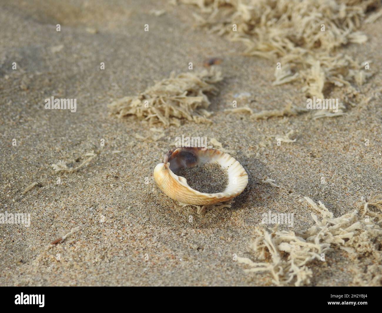 Inverted snail hi-res stock photography and images - Alamy
