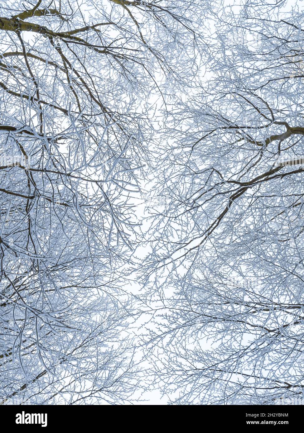 The twigs of the tree hi-res stock photography and images - Alamy