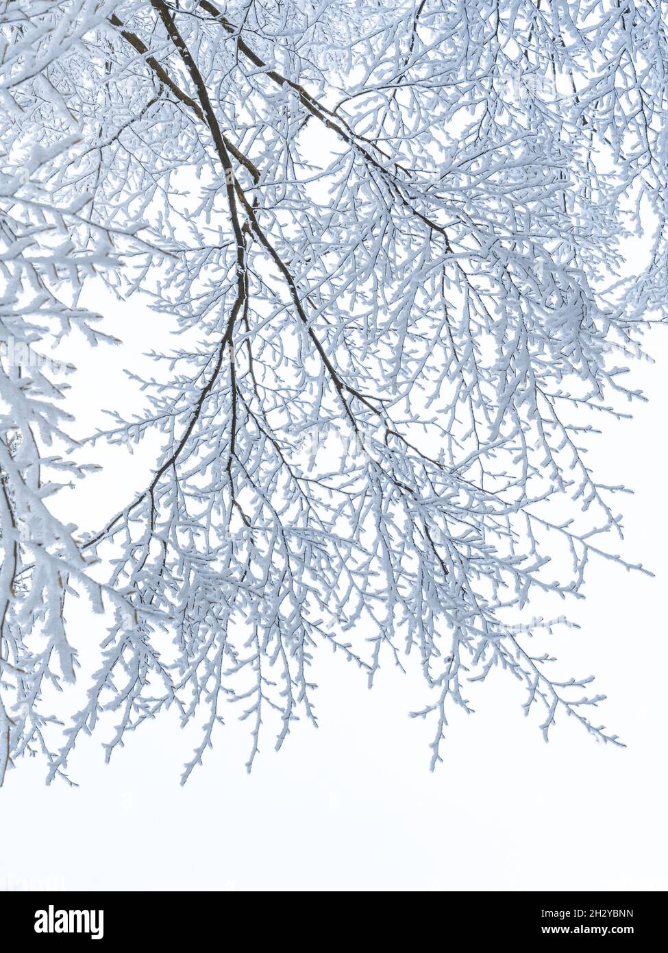 icy snow twigs of winter tree with sparkling frost against the ...