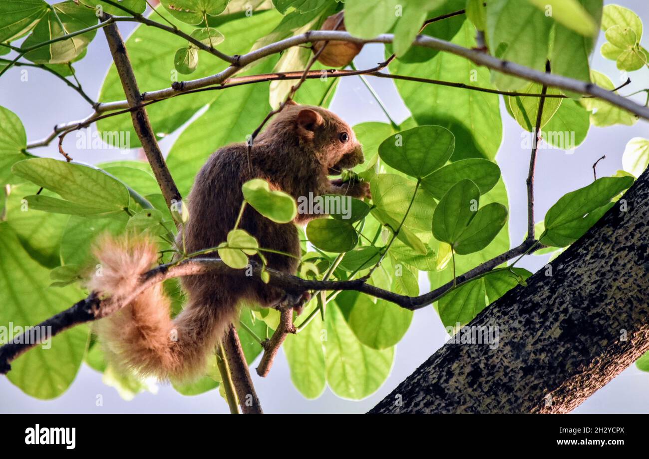 A closeup shot of a cute squirrel with a furry tail on the branch among ...
