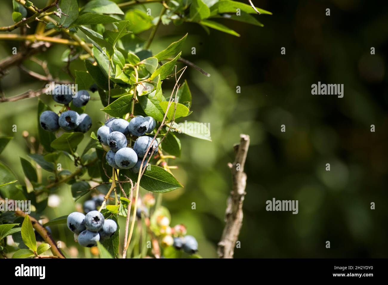 tasty bilberry fruit in garden Stock Photo - Alamy